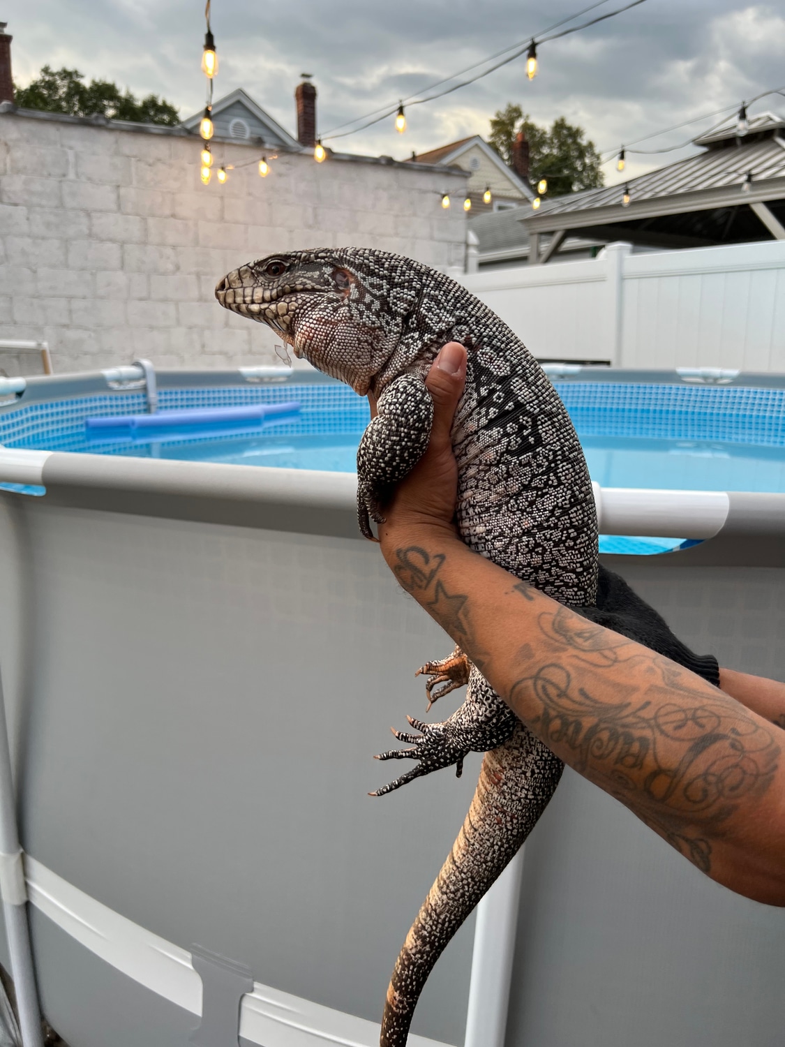 Ruby Red 66% Het Albino Tegu by Epik Reptiles - MorphMarket