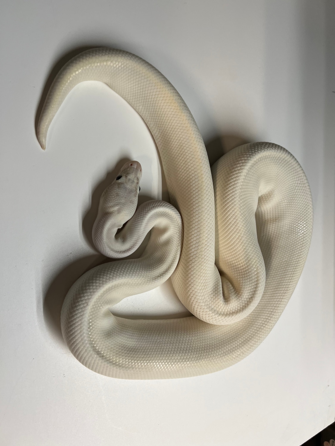 Ivory Ball Python by Epik Reptiles - MorphMarket