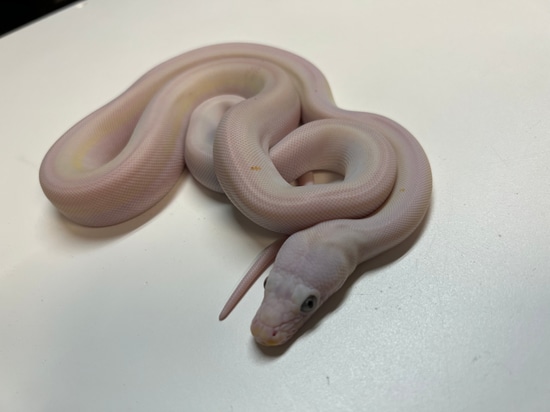 Sunfire Cow Poss Super Sun, Tiger, Sun Tiger, Super Sun Tiger ...