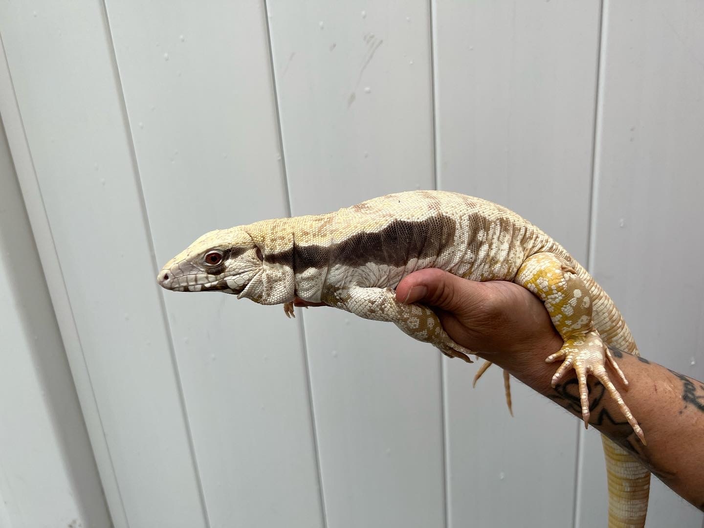 Marshmallow Line Blue Albino Argentine Tegus by Epik Reptiles - MorphMarket