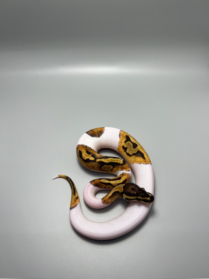 Pied Orange Dream 66% Het Lav Ball Python by Epik Reptiles