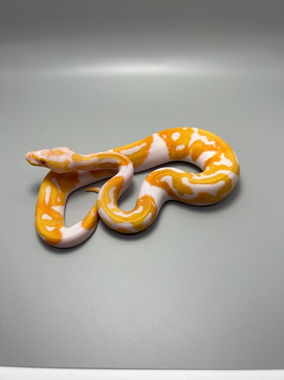 Dreamsicle Ball Python by Epik Reptiles