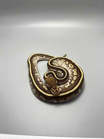 Lesser Chocolate Het Clown Ball Python by Epik Reptiles