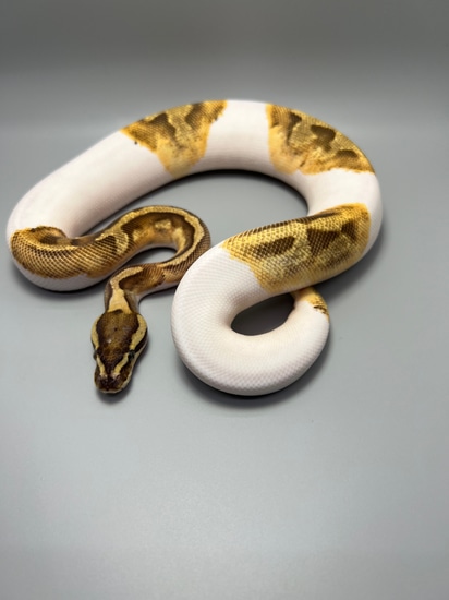 Enchi Fire Pied Ball Python by Epik Reptiles