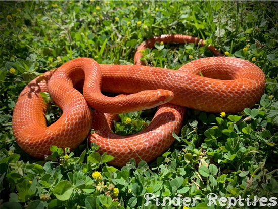 Adult Cayenne Fire Corn Snake by Burning Ember Reptiles LLC