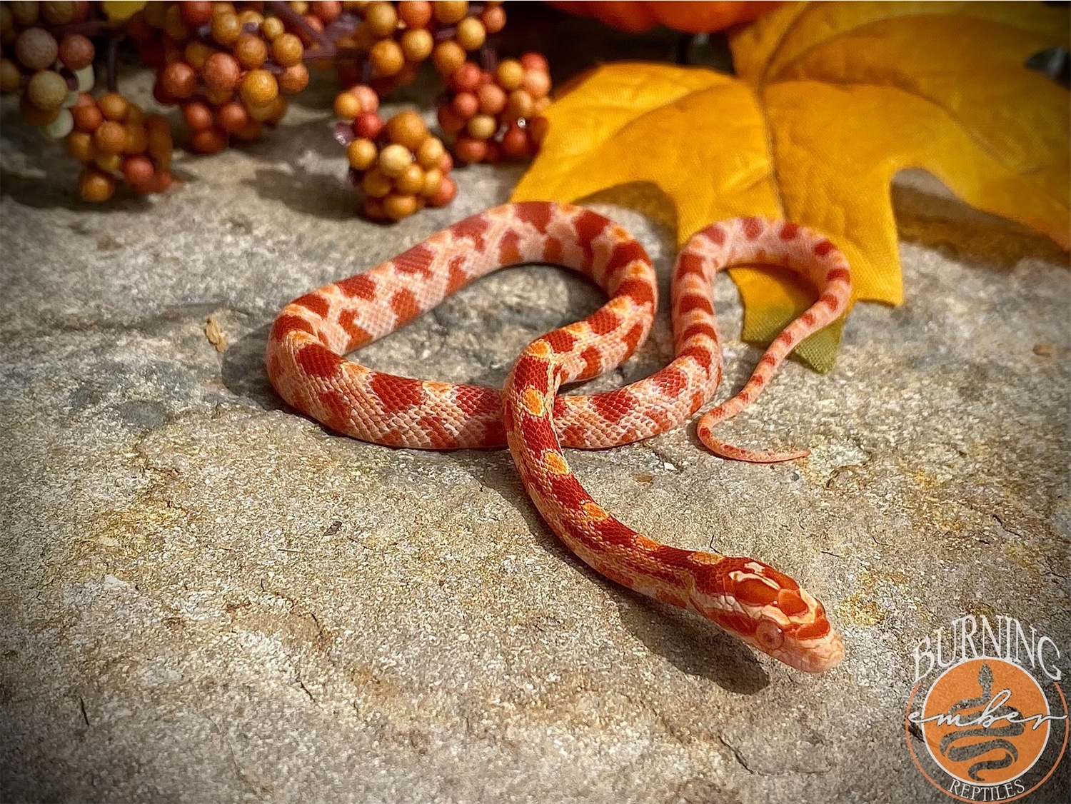 Hypo Amel Corn Snake by Burning Ember Reptiles LLC - MorphMarket