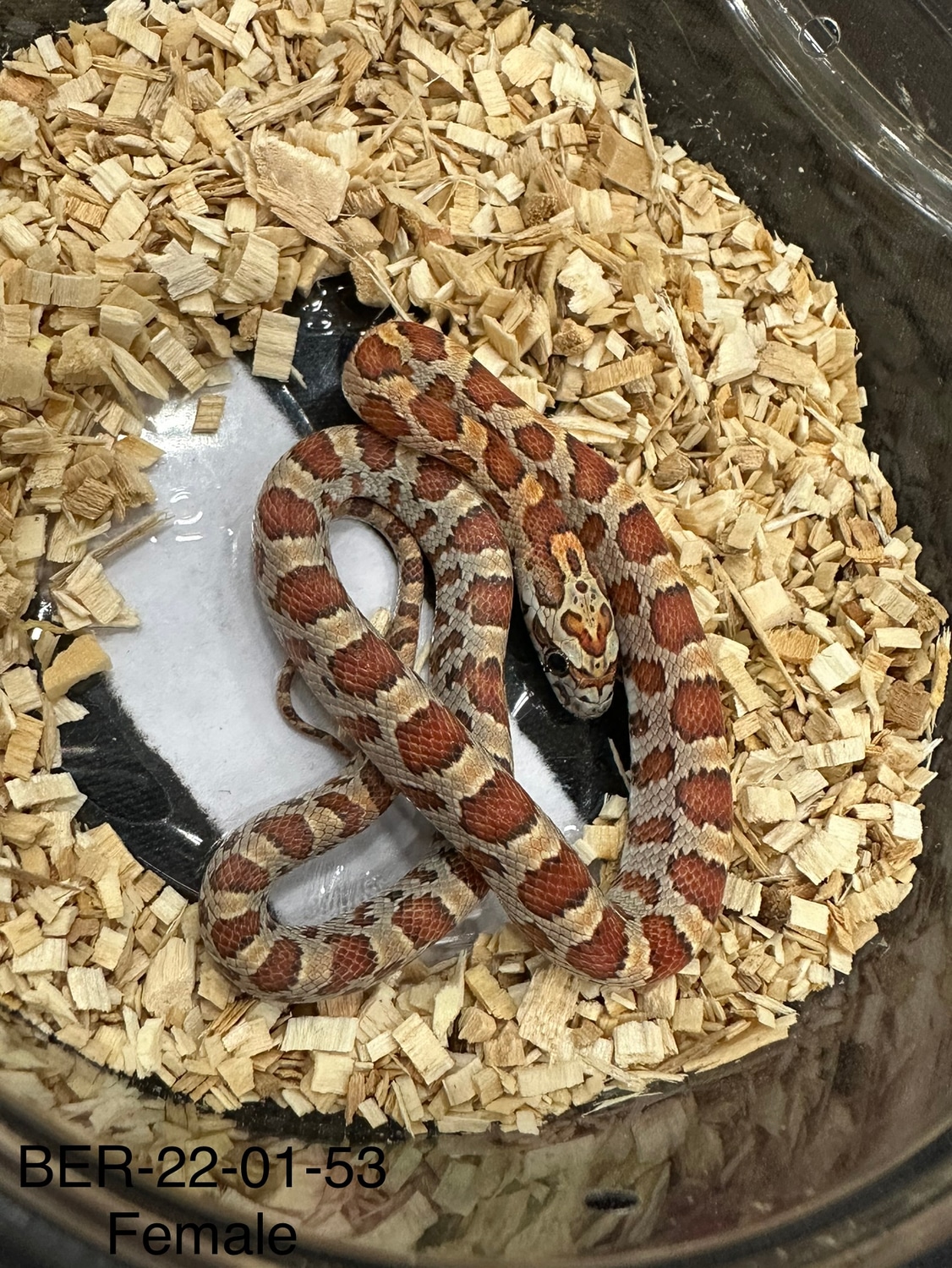 Sunkissed Corn Snake by Burning Ember Reptiles LLC - MorphMarket