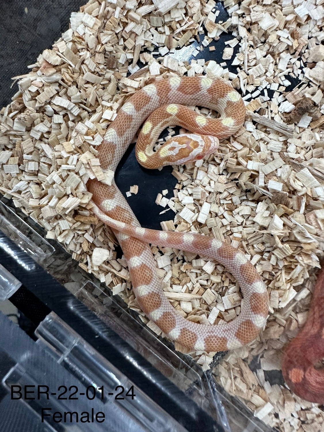 Butter Motley Corn Snake by Burning Ember Reptiles LLC - MorphMarket
