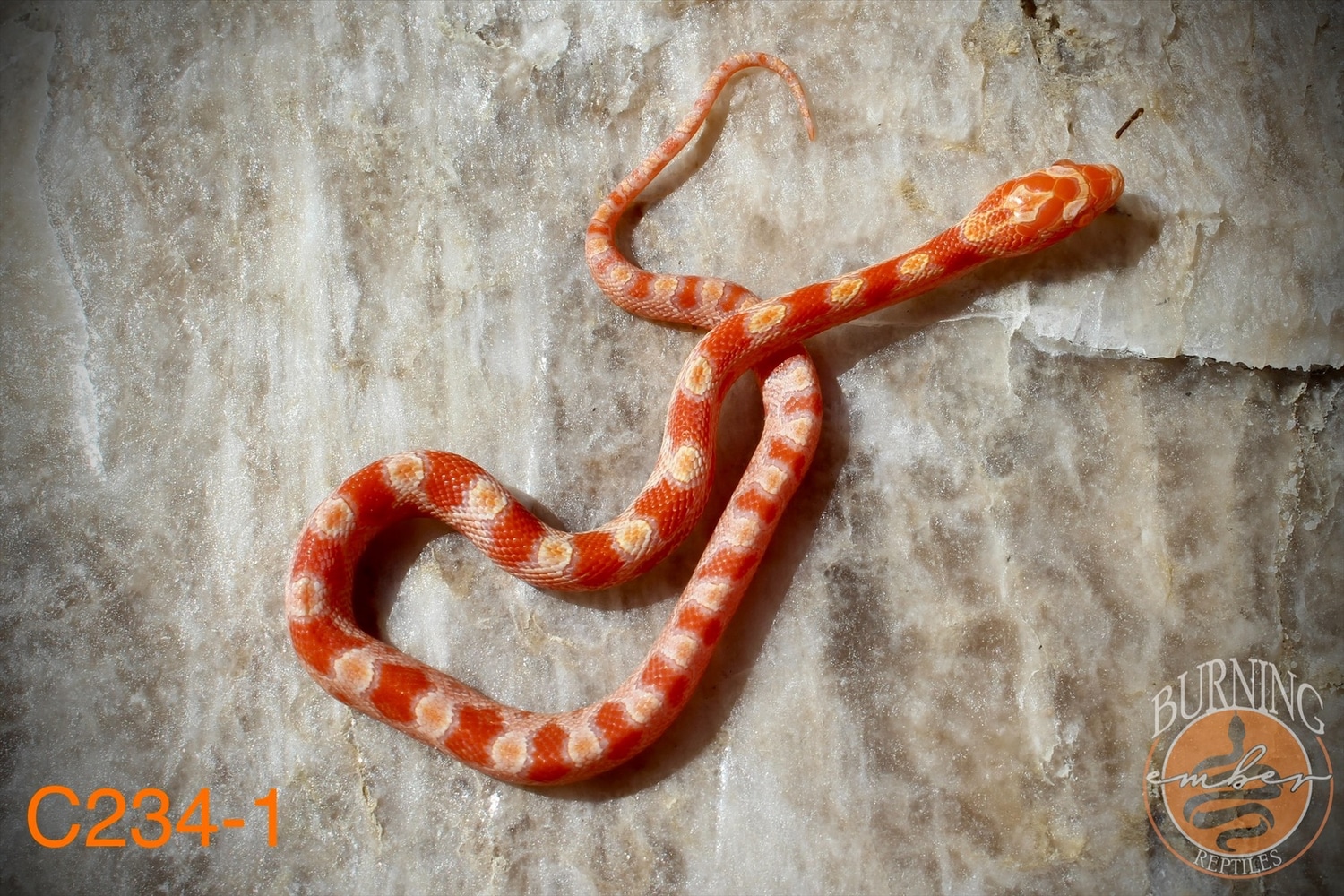 Creamsicle Corn Snake by Burning Ember Reptiles LLC - MorphMarket