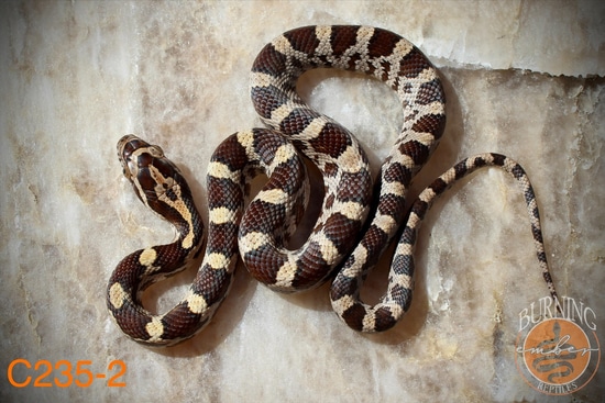 Rootbeer Corn Snake by Burning Ember Reptiles LLC
