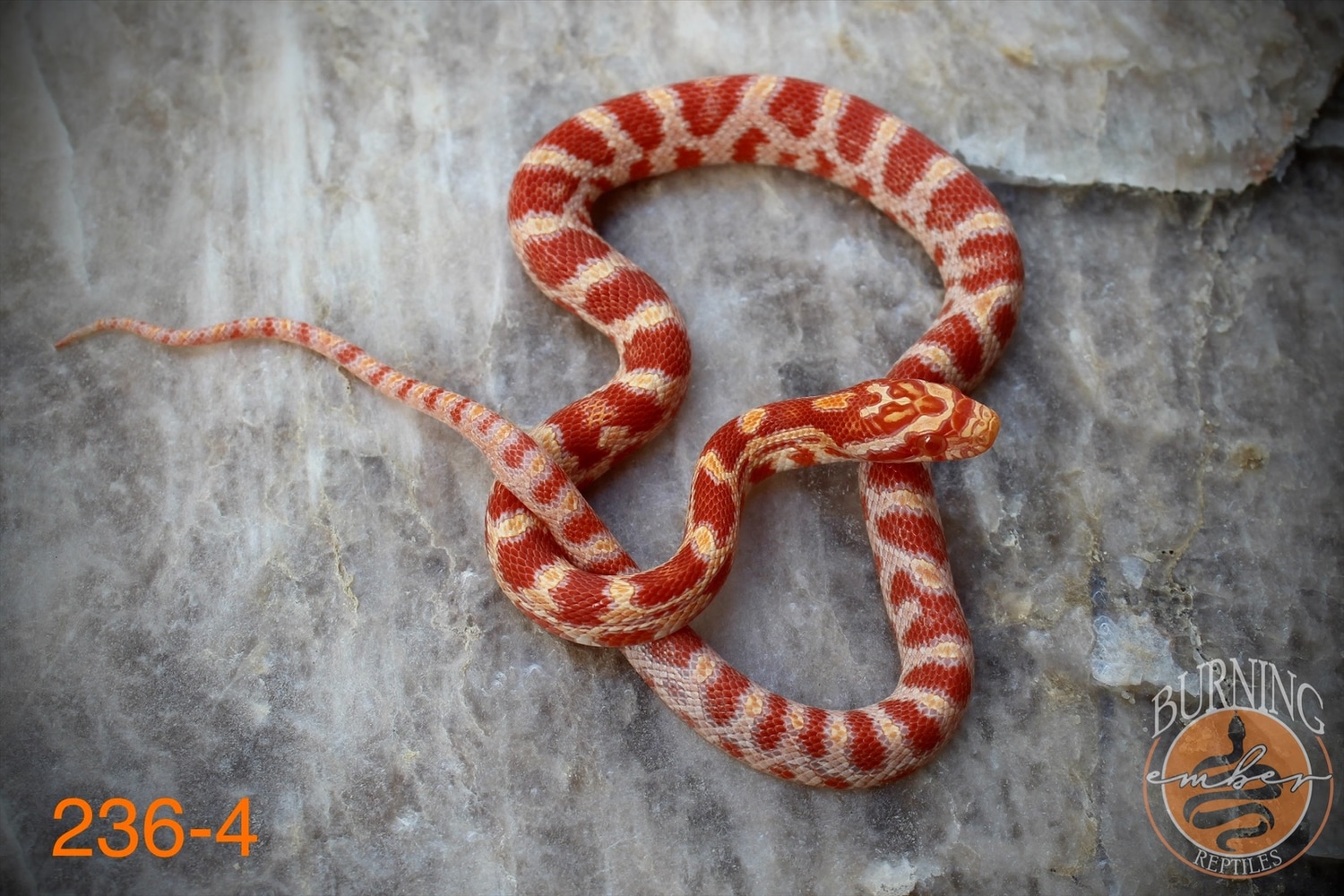 Amel Corn Snake by Burning Ember Reptiles LLC - MorphMarket