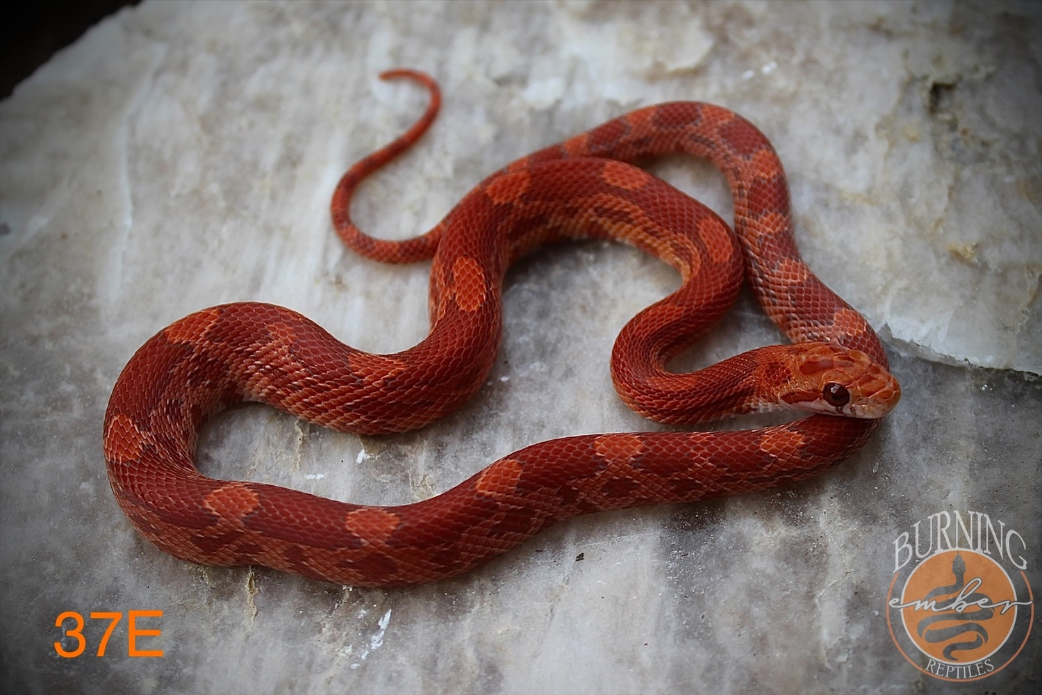 Red Factor Lavakeetee Corn Snake by Burning Ember Reptiles LLC ...