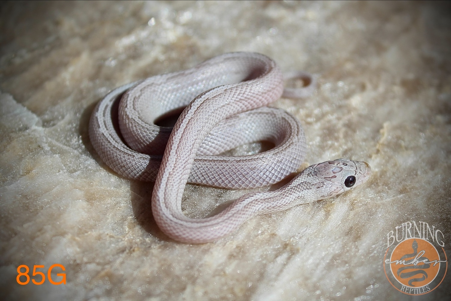 Lavender Cinder Motley Corn Snake by Burning Ember Reptiles LLC ...