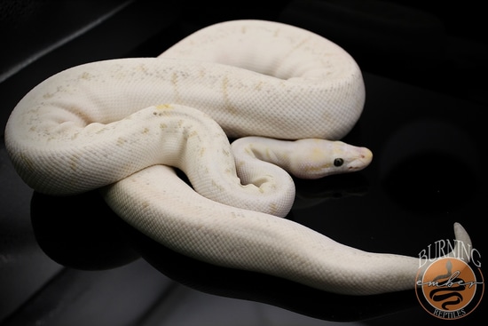 Super Pastel Lesser VPI Axanthic Pinstripe Ball Python by Burning Ember ...