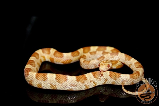 Saffron Corn Snake by Burning Ember Reptiles LLC