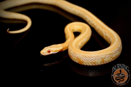 Creamsicle Tessera Corn Snake by Burning Ember Reptiles LLC