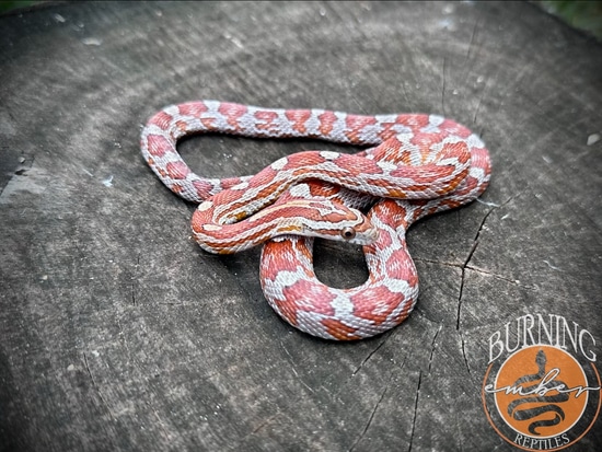 Miami Het Microscale Corn Snake by Burning Ember Reptiles LLC