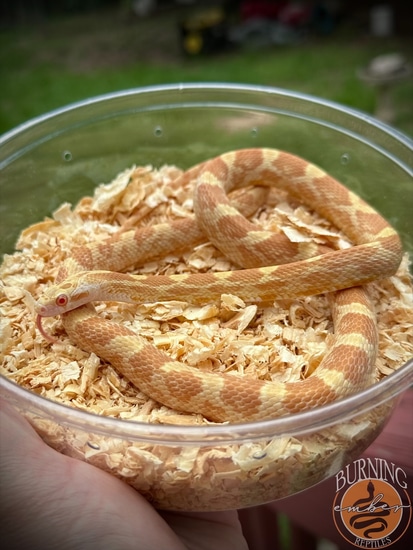 Sulfur Het Microscale Corn Snake by Burning Ember Reptiles LLC