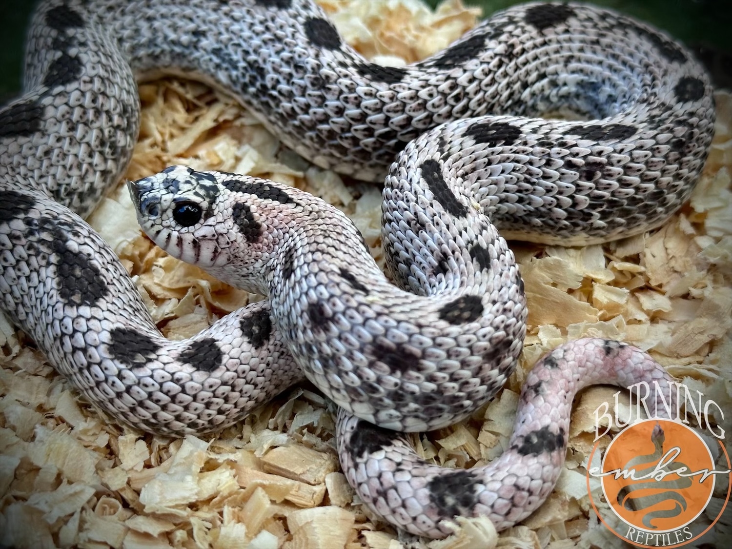 Super Arctic Conda h Sunburst