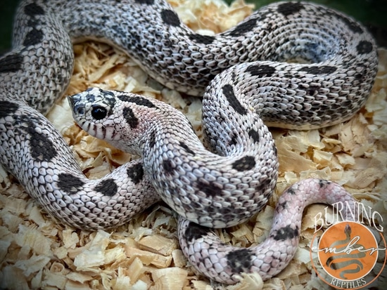 Super Arctic Conda H Sunburst Western Hognose by Burning Ember Reptiles LLC