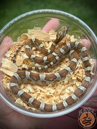 Caramel Miami Het Sunkissed Corn Snake by Burning Ember Reptiles LLC