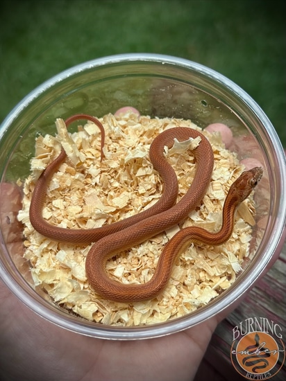 Super Friendly Vanishing Stripe 66% Ph Palmetto Corn Snake by Burning ...