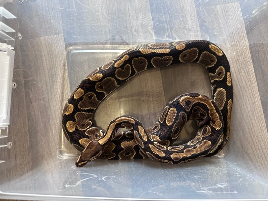 Proven Breeder Het Hypo Clown Ball Python by Burning Ember Reptiles LLC