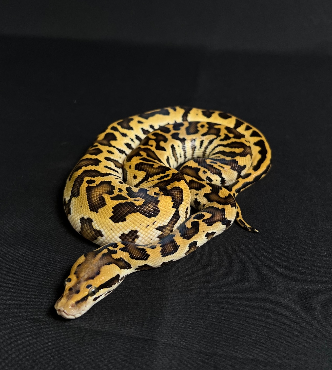 BurmBall Pastave Male CB22 Ball Python by Silesia Reptiles - MorphMarket