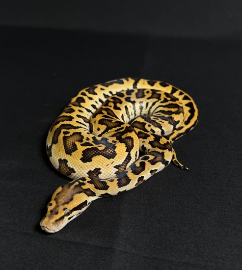 BurmBall Pastave Male CB22 Ball Python by Silesia Reptiles