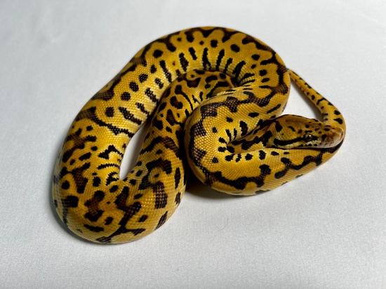 BurmBall BumbleBee CB22 Ball Python by Silesia Reptiles