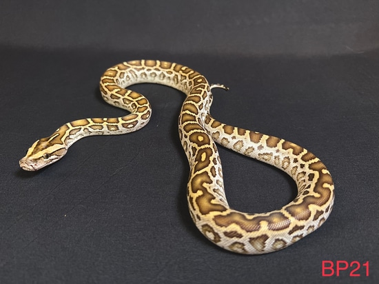 Hypo Het. Albino Burmese Python, Female by Silesia Reptiles