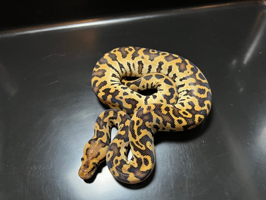 BurmBall Pastave CB22 Ball Python by Silesia Reptiles