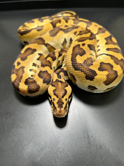 BurmBall Pastave CB22 Ball Python by Silesia Reptiles