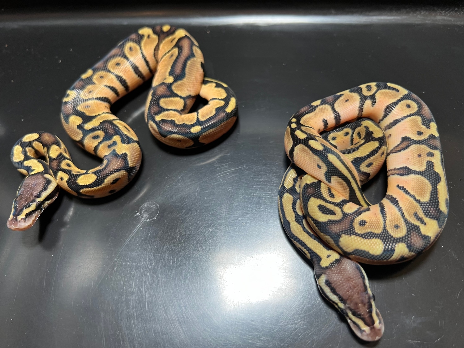 1.1 DH Sunset Piebald Ball Python by Silesia Reptiles - MorphMarket