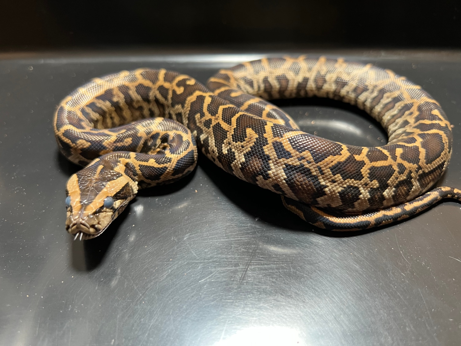 Het. Albino Female Burmese Python by Silesia Reptiles - MorphMarket