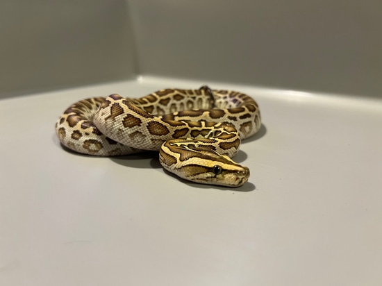 Hypo Het. Albino Female Burmese Python by Silesia Reptiles