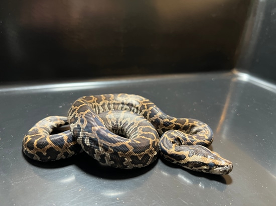 Het. Albino Female Burmese Python by Silesia Reptiles