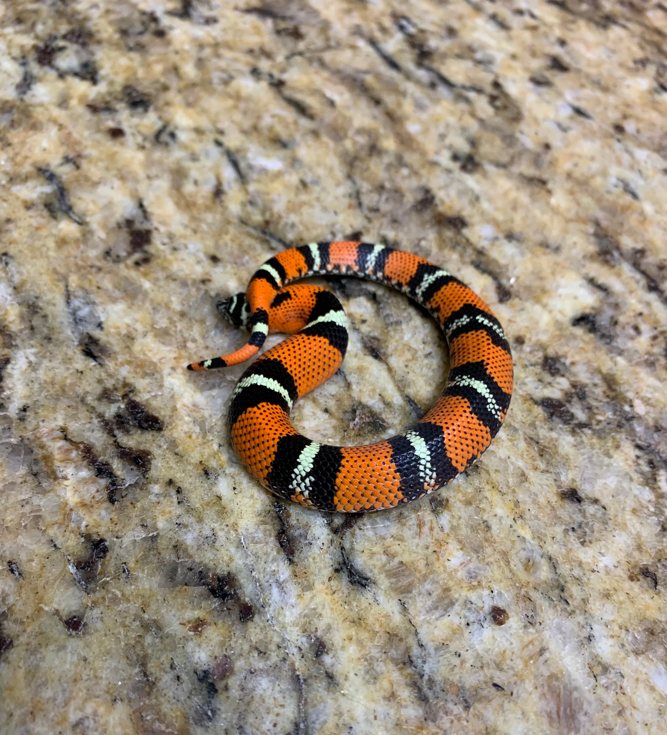 2022 Tri-color Hognose by Equatorial Ecosystems - MorphMarket