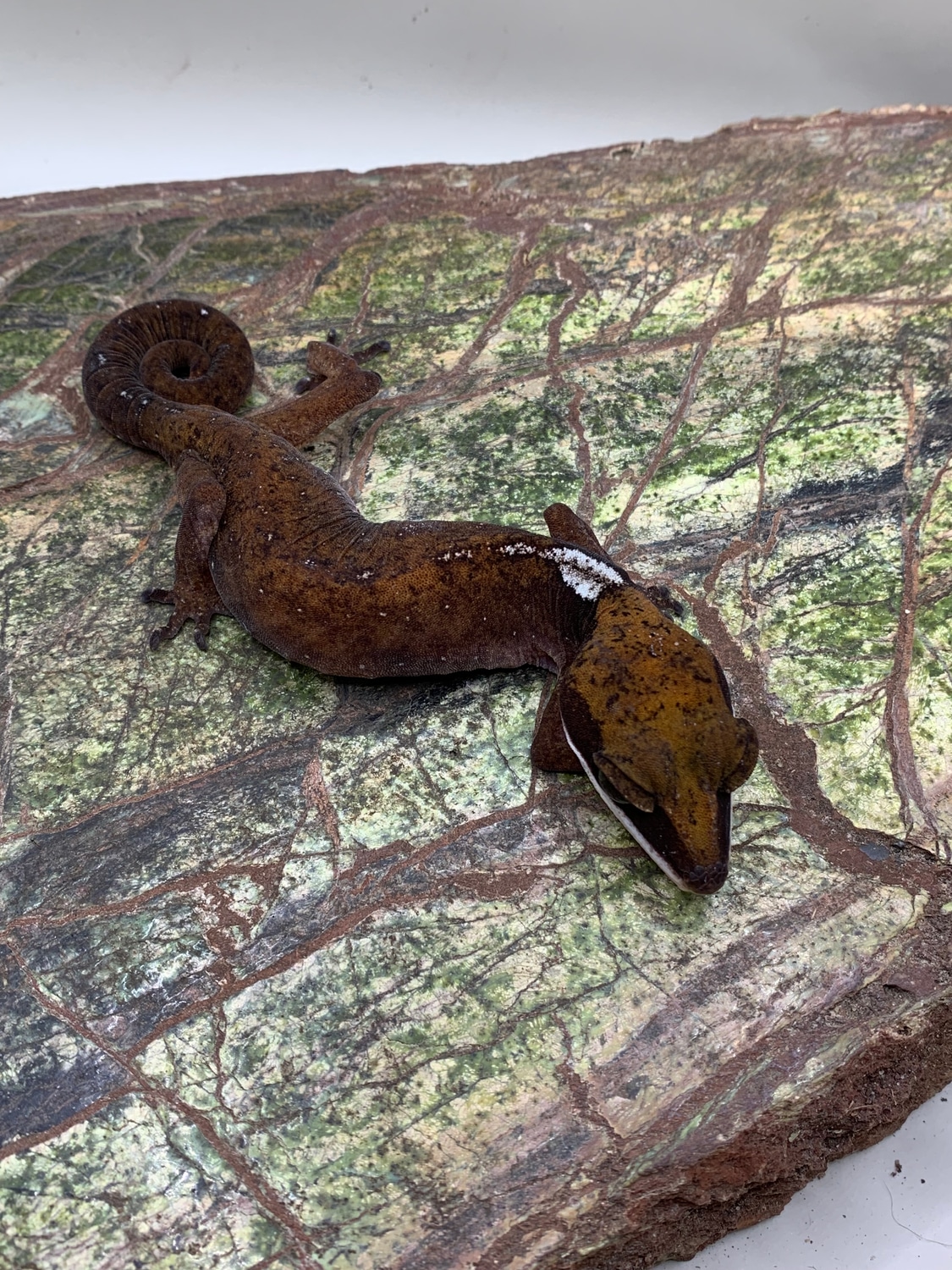 CB Borneo Cat Gecko Trio More Gecko by Equatorial Ecosystems - MorphMarket