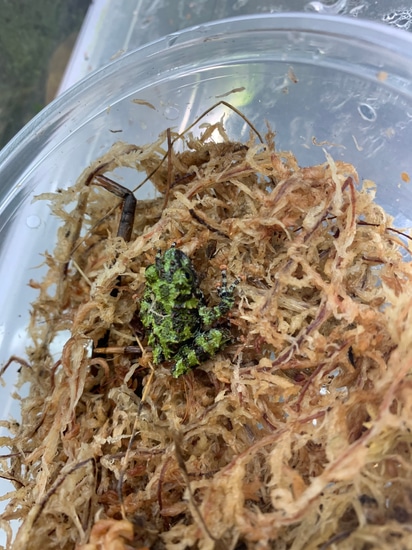 Mini Mossy Frogs by Equatorial Ecosystems