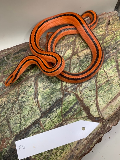 '23 O. P. Coxi Bamboo Rat Snake by Equatorial Ecosystems