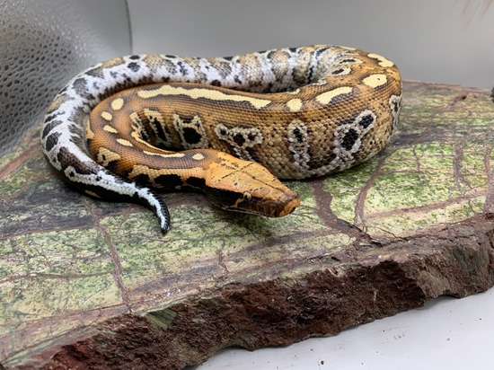 2023 Male From Pollen Clutch Blood Python by Equatorial Ecosystems