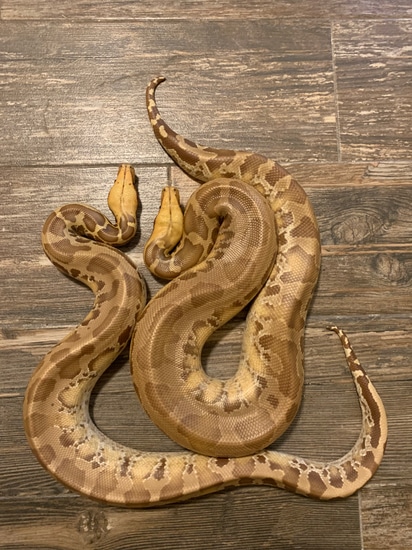 2020 Caramel Albino SSTP Pair Sumatran Short-Tailed Python by ...