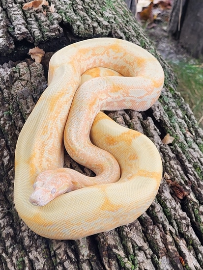 Sunglow Kraken Het Anery Boa Constrictor by TsiNova Boas