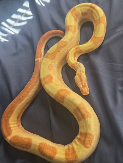 Sunglow Motley Boa Constrictor by TsiNova Boas