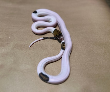 2023 Jag Pied Poss Super Tiger Reticulated Python by Smoky Mountain ...