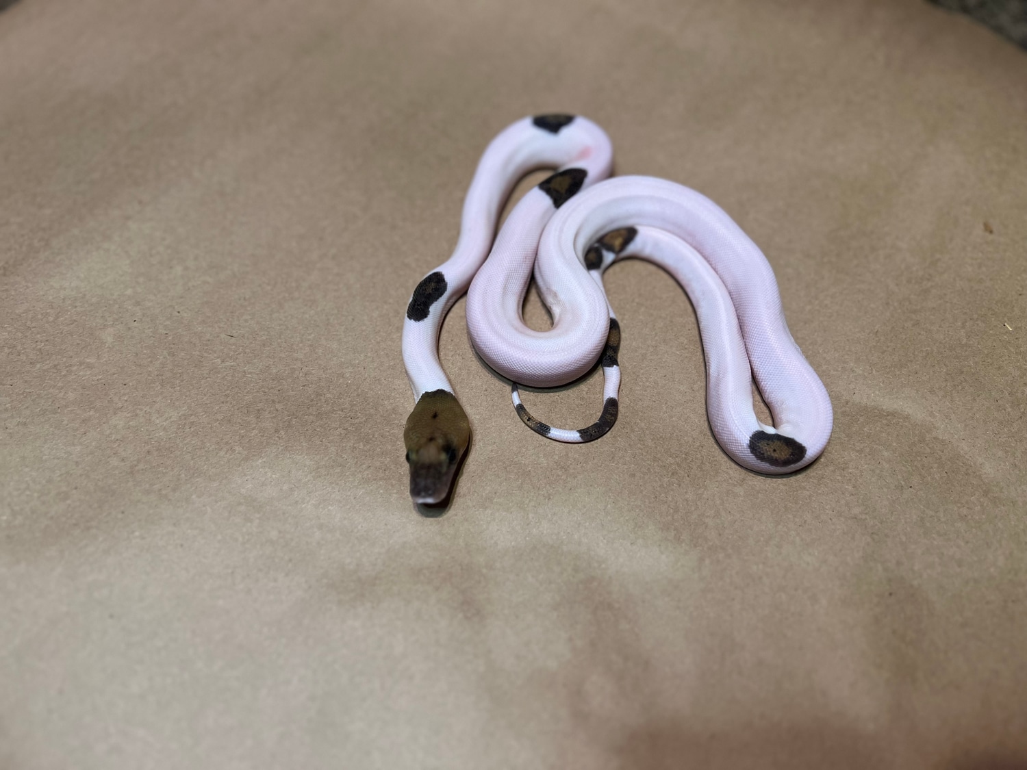 2023 Super Tiger Pied 50% Het Albino Reticulated Python by Smoky ...