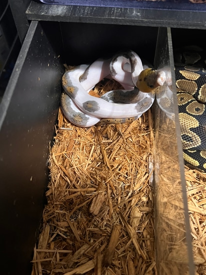 Tiger Pied Reticulated Python by Smoky Mountain Mutations