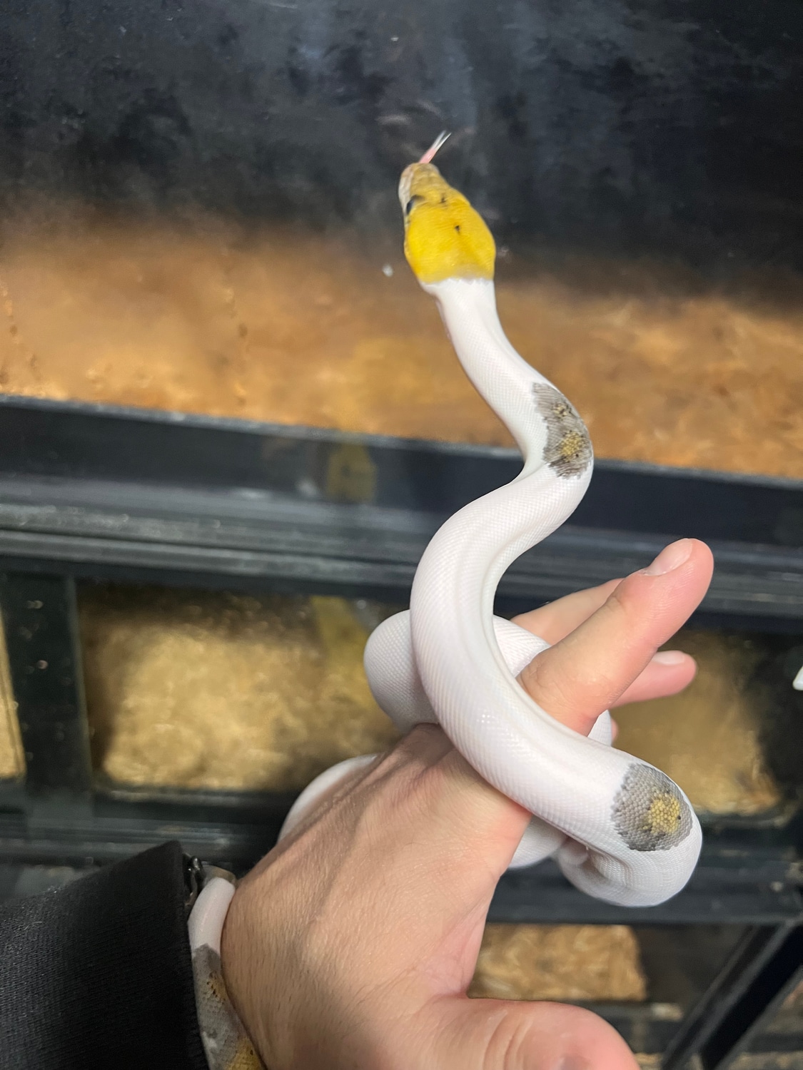 High White Tiger Pied Reticulated Python by Smoky Mountain Mutations ...