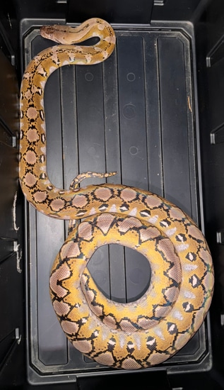 Platinum 50% Kalatoa Reticulated Python by Smoky Mountain Mutations